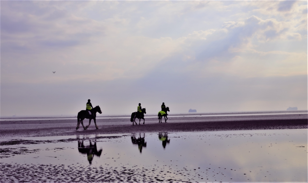 Gallery – Island Riding Centre