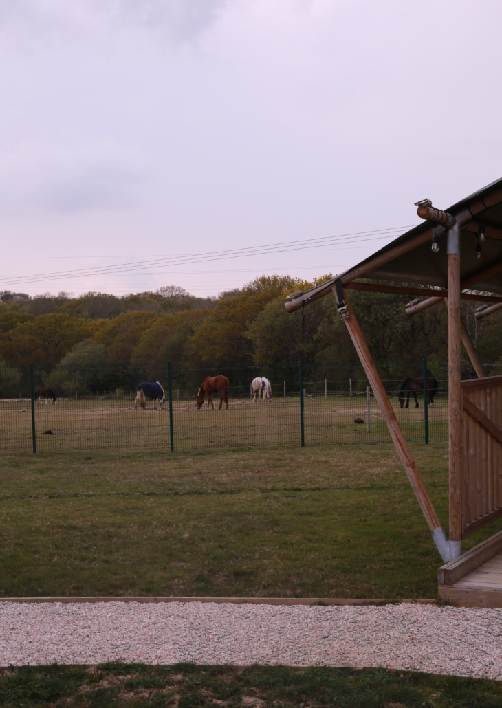 Gallery – Island Riding Centre